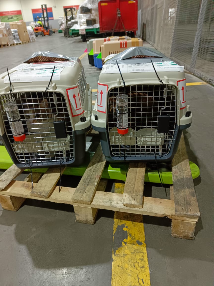 Requirements – Happy Pets Logistics Ltd